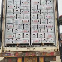 China Variety Young Ginger from Shandong Fresh Elephant Ginger for Chinese 2023 Ginger for sale