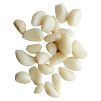 China Address Liliaceous Vegetables Bulk Fresh Normal White Garlic in 10kg Boxes from Chinese Direct for sale