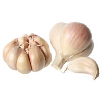 China Address Liliaceous Vegetables Bulk Fresh Normal White Garlic in 10kg Boxes from Chinese Direct for sale