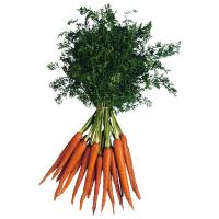 China Wholesale carrots price fresh price per ton from China for sale