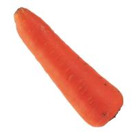 China 2023 New crop china Wholesale Chinese fresh vegetable carrot for export for sale