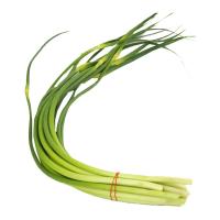 China Fresh Garlic Shoot in new crop Chinese Garlic Stem Sprout for sale