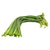 China Fresh Garlic Shoot in new crop Chinese Garlic Stem Sprout for sale