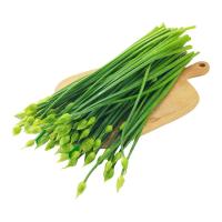 China Fresh Garlic Shoot Sprout in Crop Chinese Garlic Stem for Year Round Availability for sale