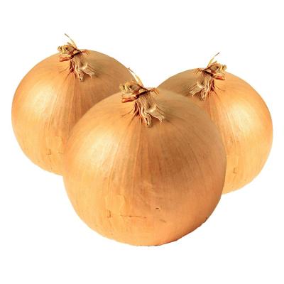 China Year Round Supply of COMMON Cultivation Type Yellow Onion for Liliaceous Vegetables for sale