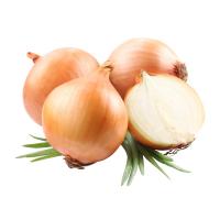 China Year Round Supply of COMMON Cultivation Type Yellow Onion for Liliaceous Vegetables for sale