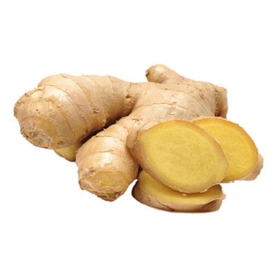 China 2023 Crop Organic Shan Dong Fresh Ginger Refrigerate Storage Type Year Round Supply for sale