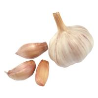 China Chinese Garlic Fresh Normal White and Pure White Supply from Garlic at for Vegetables for sale