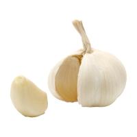 China Fresh New Chinese wholesale garlic in bulk for export in low price for sale