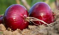 China wholesale onions by fresh red onion suppliers for export for sale