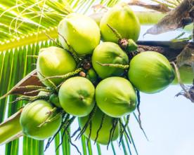 China Food Grade Betelnut Special Enzyme 1.5-2g/kg Loosen Fibers Increase Elasticity for sale