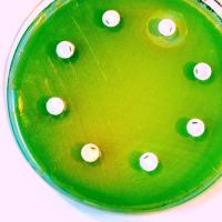 China Food Grade Cellulase Enzyme Powder 10,000-40,000 U/g for Fiber Degradation and Plant Extraction for sale