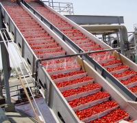 China Customizable Tomato Processing Line Hot Or Cold Crushing Options For Fresh Tomatoes for sale