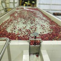 China Apple chip freeze drying machine processing line Intelligent temperature control Rehydration rate greater than 90% for sale
