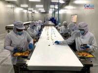 China Turnkey Dried Mango Processing Line with Osmo-Dehydration & Air Drying for 1 t/h-20 t/h Capacity for sale