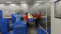 China Automatic Orange Juice Processing Line Multifunctional Complete Set Of Machines For Citrus Product Processing Plants for sale