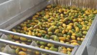 China High Effective Small Scale Mango Processing Plant  High Extracting Rate for sale