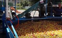 China Apple Juice Processing Line with 20T/day ~ 1500T/day Capacity, CE/ISO9001 Certified and Food Grade SUS 304/316 for sale