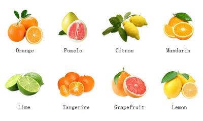 China Automatic Citrus Juice Making Machine  Processing Line for Orange and Lemon Juice Products for sale