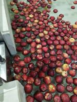 China Turnkey Apple Juice Processing Line for Clear, NFC, Pulp & Jam for sale