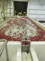 China NFC Apple Juice Processing Plant Premium Not-From-Concentrate Production Line Zero-Additive Beverage Solutions for sale