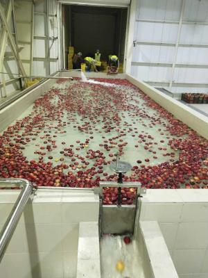 China NFC Apple Juice Processing Plant Premium Not-From-Concentrate Production Line Zero-Additive Beverage Solutions for sale