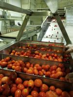 China Food Grade 304SUS Tomato Production Line Customized 100T/D for sale