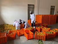 China Aseptic Bag Filling SUS316L 20t/H Mango Processing Line for sale