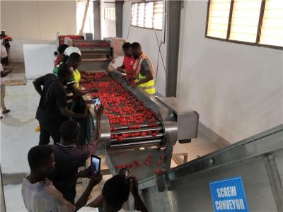 China 304 Stainless Steel 600T/D Tomato Processing Line for sale