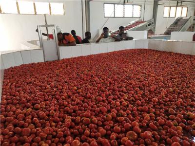 China Sus 403 Tomato Processing Line Sauce Production 15kw Water Recycle for sale