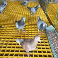 China FRP Moulded Grating Customizable for sale