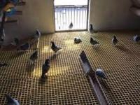 China FRP Moulded Grating Customizable for sale