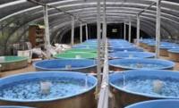 China Corrosion Resistance Fiberglass Fish Tank for sale