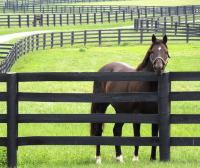China 6ft Fiberglass Horse Fence Fiberglass Reinforced Plastic Livestock Fencing for sale