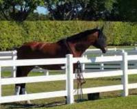 China 6ft Fiberglass Horse Fence Fiberglass Reinforced Plastic Livestock Fencing for sale