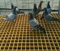China Green FRP Grating For Platform Or Walkway Use And Customized Size And Color for sale