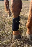China HSY-TPH0155 Equine Therapy Red Light Horse Belt for sale