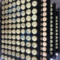 China Industrial Fully Automatic Chocolate Biscuit Making Machine with Ice Cream Output for sale