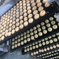 China Walnut Cake Making Machine Fully Automatic Production Line for Cream Cookies and Biscuits for sale