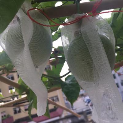 China Eco - Friendly Hdpe Material Fruit Tree Covers , Grape Protection Bags With Anti Uv for sale