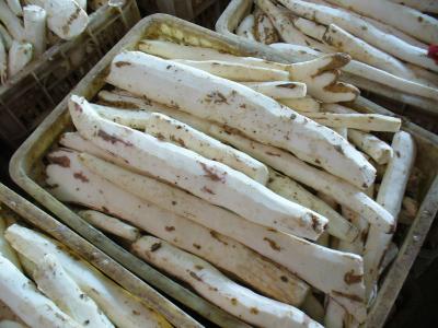 China Organic Fresh Chinese Yam Iron Yam 8% Moisture for Spleen Stomach Health for sale