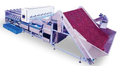 China Intelligent Red Dates Color Sorting Machine 1200 - 1600kg/h for sale