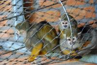 China Diamond Ferruled Flexible Cable Mesh SS Material High Open Area Animal Enclosure for sale