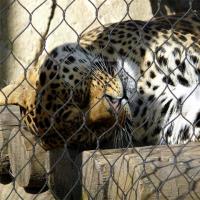China Animal Enclosure Flexible Stainless Steel Wire Mesh Hand Woven Cable For Zoo for sale