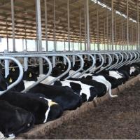 China Flexible Dairy Cattle Freestall System 3mm Carbon Steel Headlocks for Cow Farming for sale