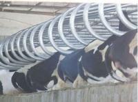 China Flexible Dairy Cattle Freestall System 3mm Carbon Steel Headlocks for Cow Farming for sale