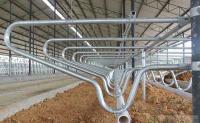 China Flexible Dairy Cattle Freestall System 3mm Carbon Steel Headlocks for Cow Farming for sale