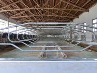 China Flexible Dairy Cattle Freestall System 3mm Carbon Steel Headlocks for Cow Farming for sale