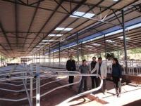 China Flexible Dairy Cattle Freestall System 3mm Carbon Steel Headlocks for Cow Farming for sale