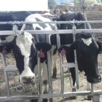China Customized Hot Dip Galvanized Livestock Equipment for Dairy Cattle Sheep Horse Poultry Farm for sale